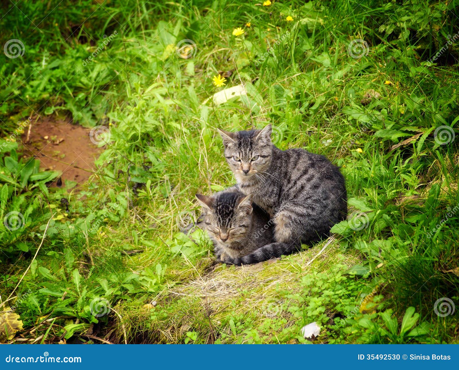 Two gray cats stock photo. Image of posing, commitment - 35492530