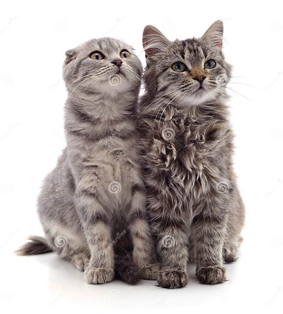 Two gray cats stock photo. Image of full, playful, isolated - 190585594