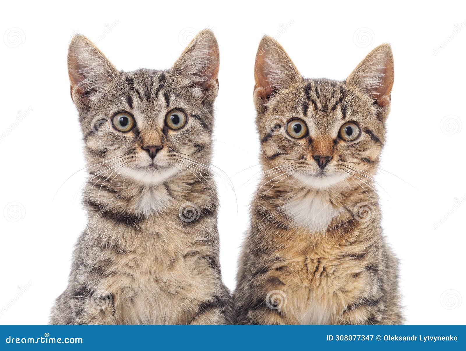 Two gray cats stock image. Image of kitty, silver, mammal - 308077347