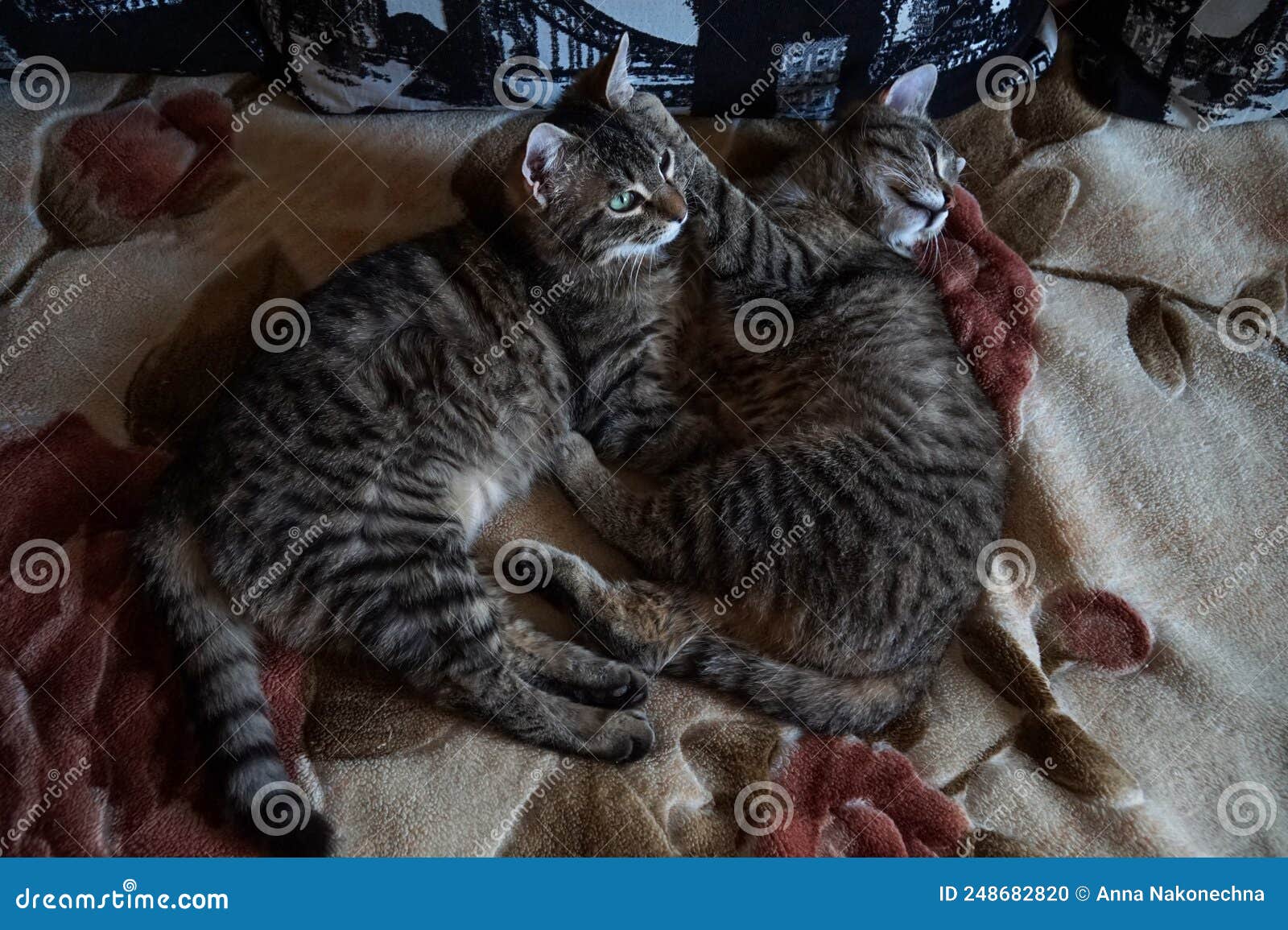 A Lot Of The Same Cats Are Posing On A Green Studio Background. Royalty ...