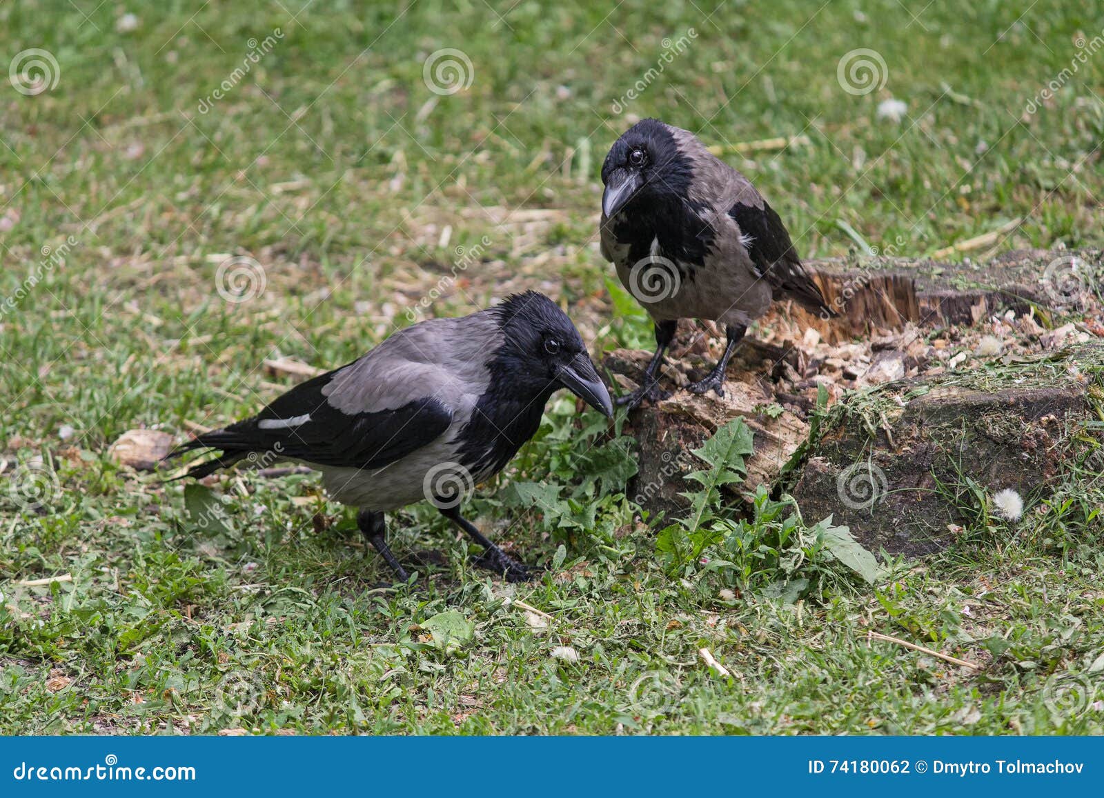 Two Gray Crow Sitting on the Lawn Stock Photo - Image of gray, corvidae ...