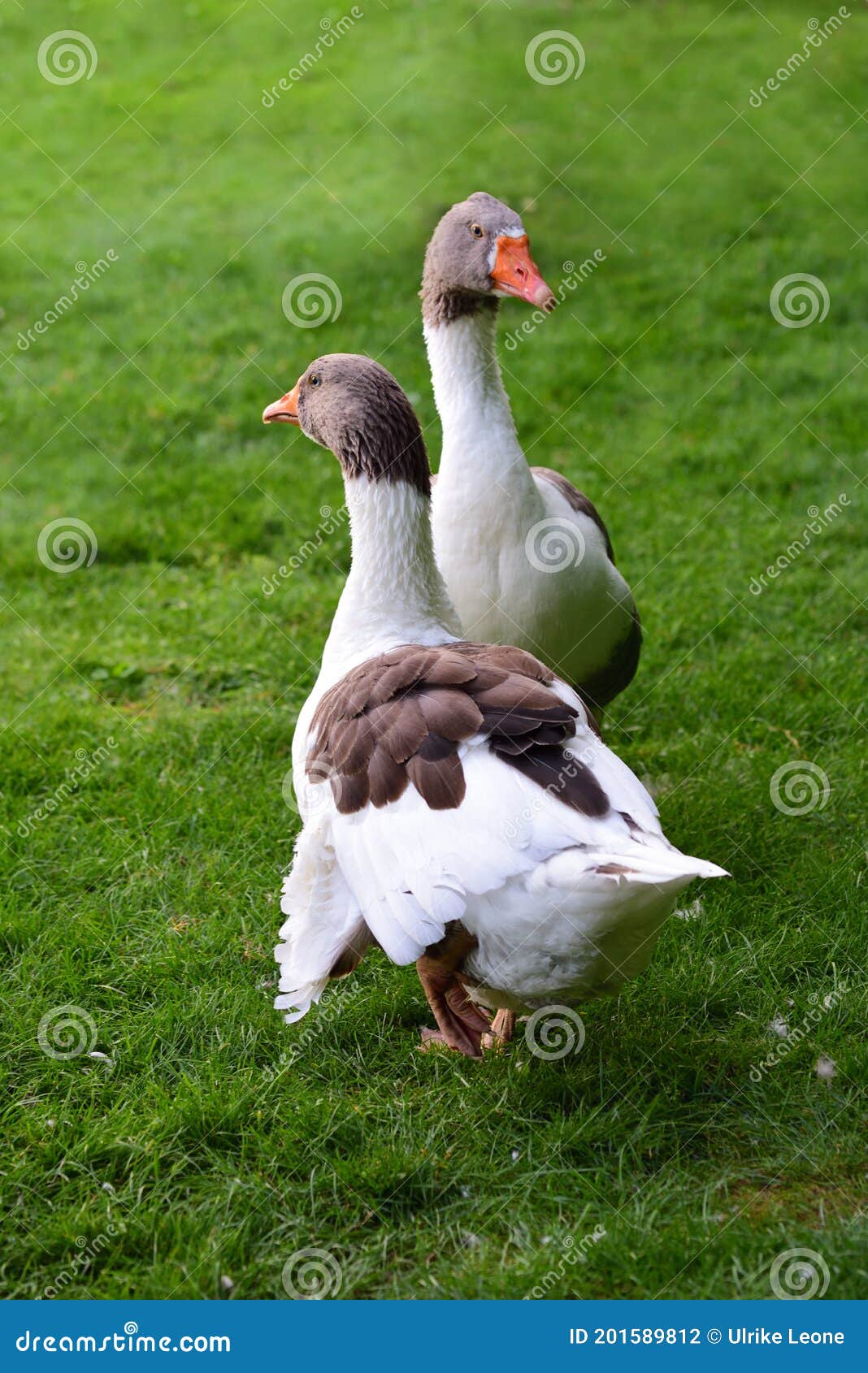 Two Gray Geese Stand Across from Each Other in a Meadow Stock Photo ...