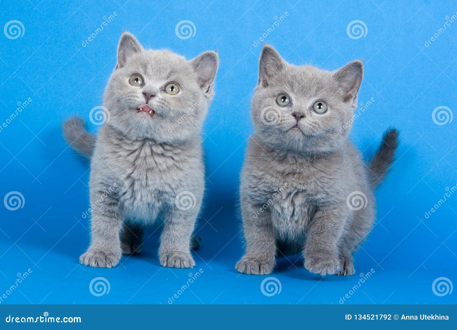 Two gray kitten brit stock photo. Image of breed, feline - 134521792