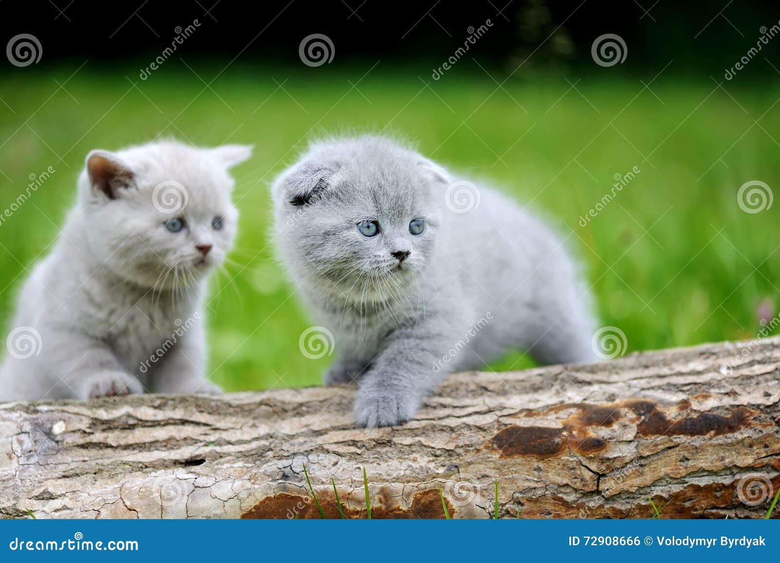 Two gray kitten on tree stock photo. Image of grey, fold - 72908666
