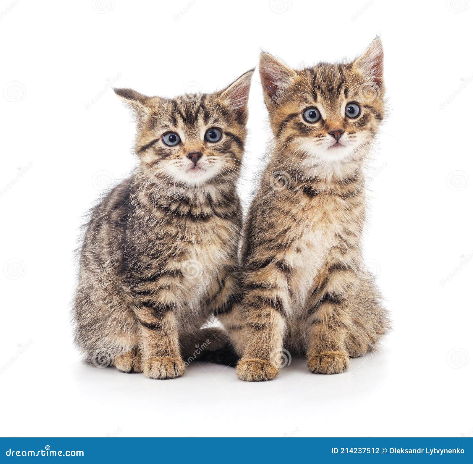 Two gray kittens stock photo. Image of mammals, couple - 214237512