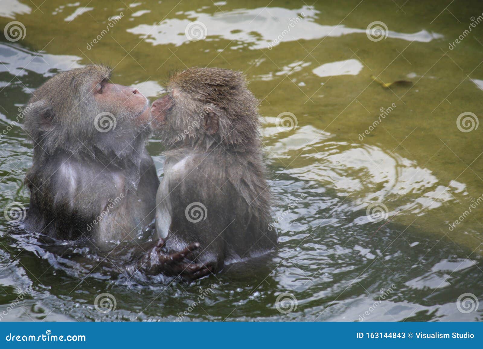 Two Gray Monkeys Kissing in Clear Water Stock Image - Image of drawing ...