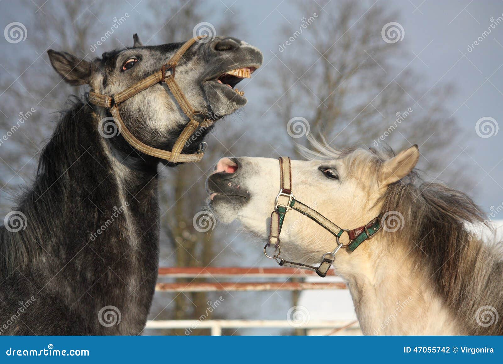 Two Gray Ponies Fighting Playfully Stock Photo - Image of friendly ...