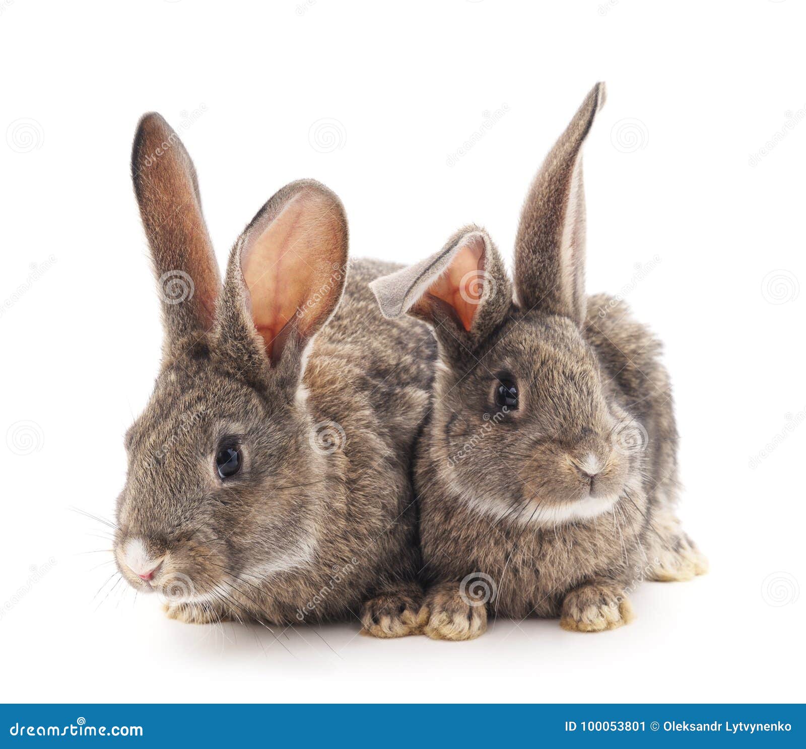 Two gray rabbits. stock image. Image of living, togetherness - 100053801