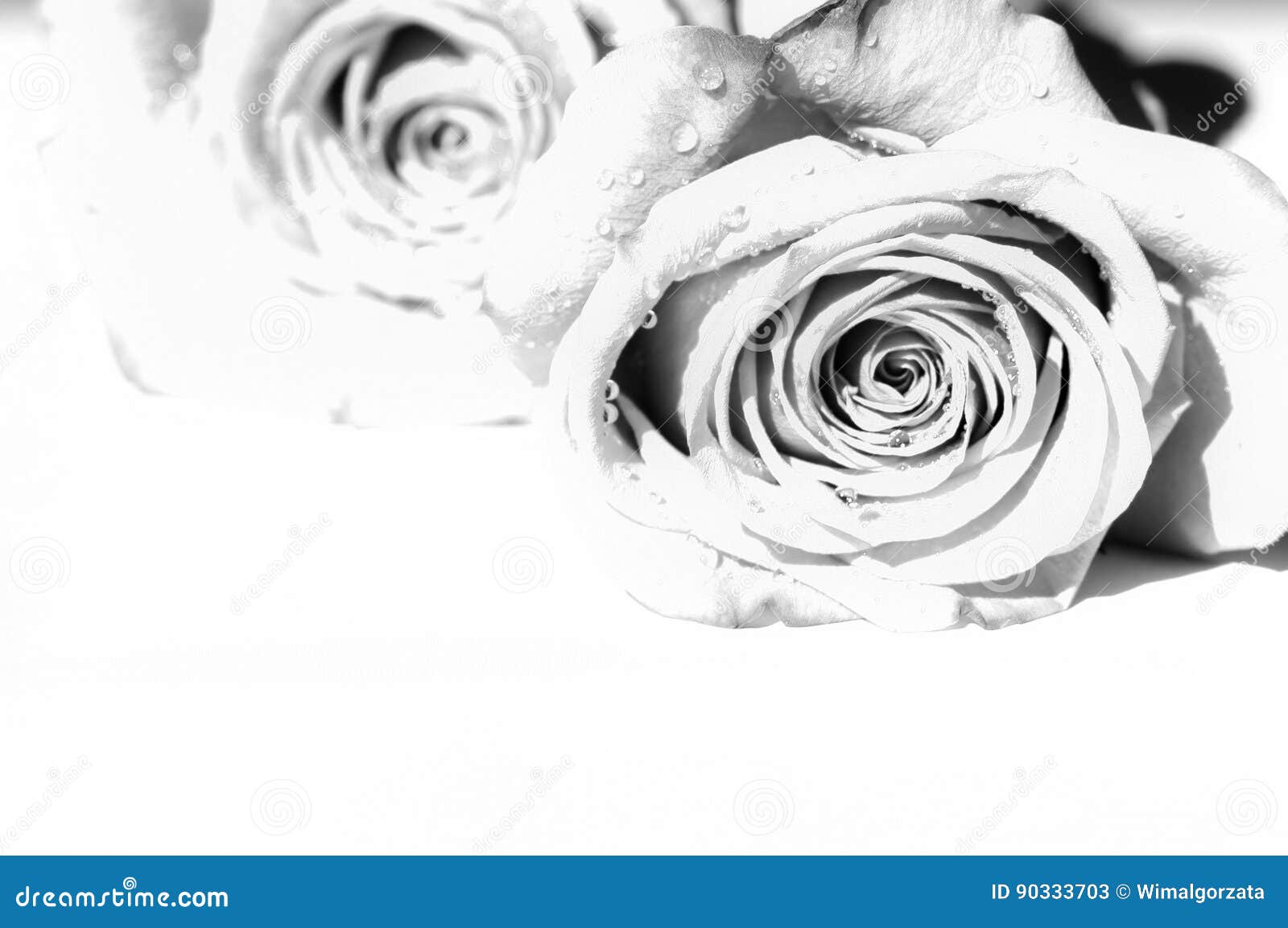 Two Gray Roses with Copy Space. Stock Image - Image of beauty ...
