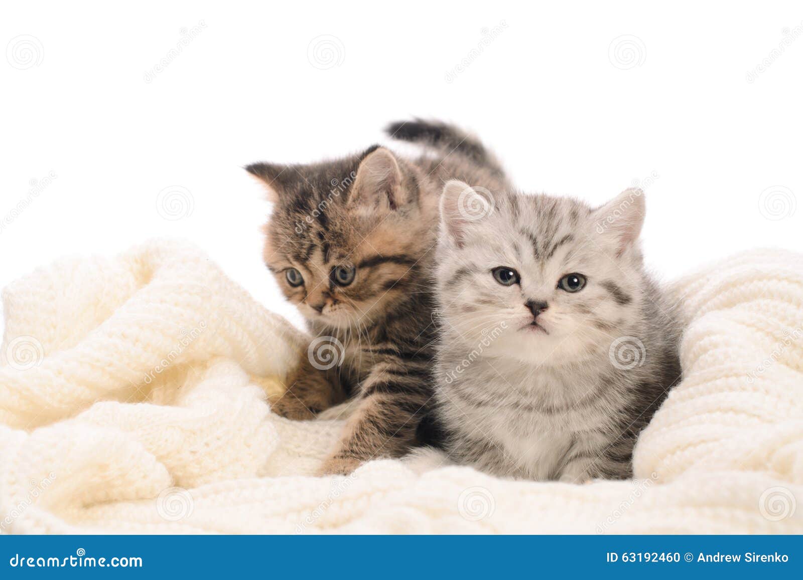 Two Gray Stripy Kittens on White Knitted Fabric Stock Photo - Image of ...