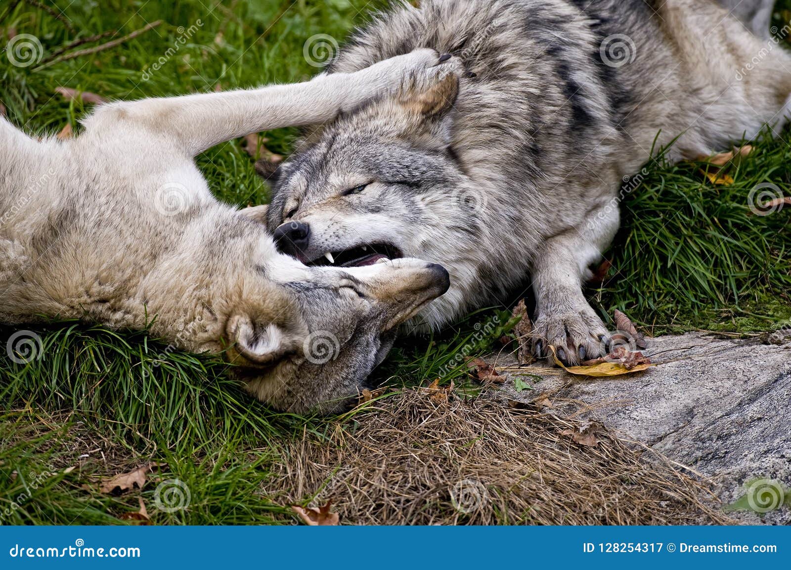 Gray Wolves Playing with One Another. Stock Image - Image of close ...