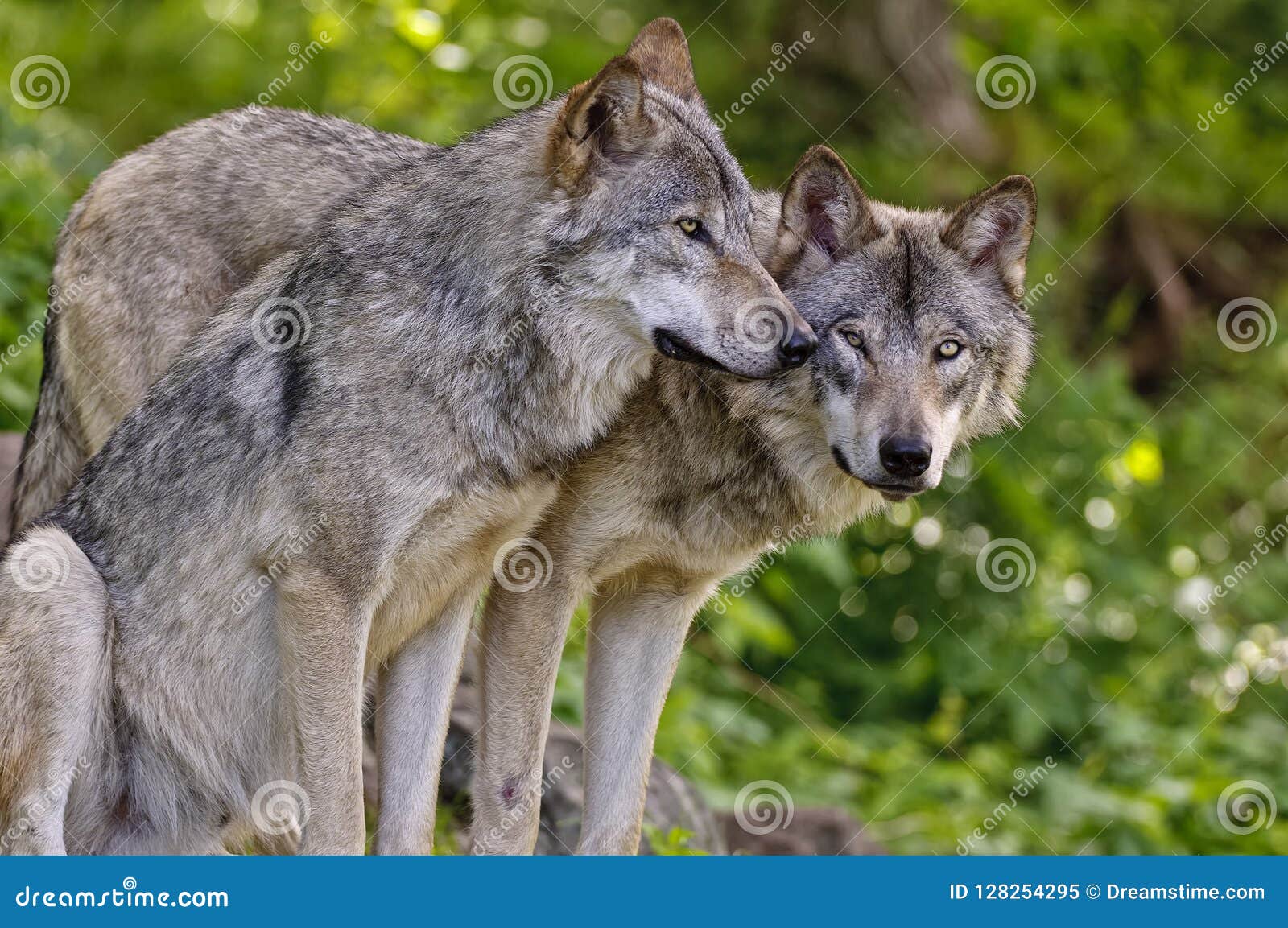 Gray Wolves beside Each Other. Stock Image - Image of forest ...