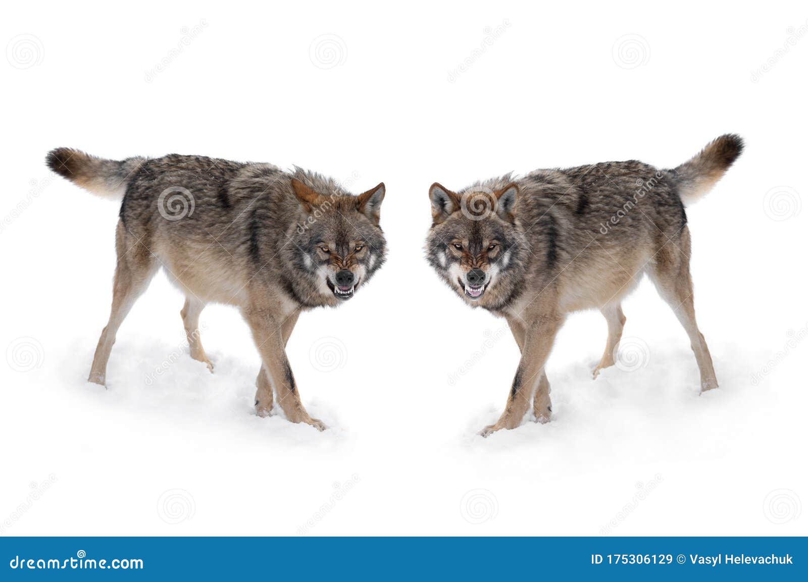 Two Gray Wolf With A Grin Is Isolated On A White Stock Image - Image of ...