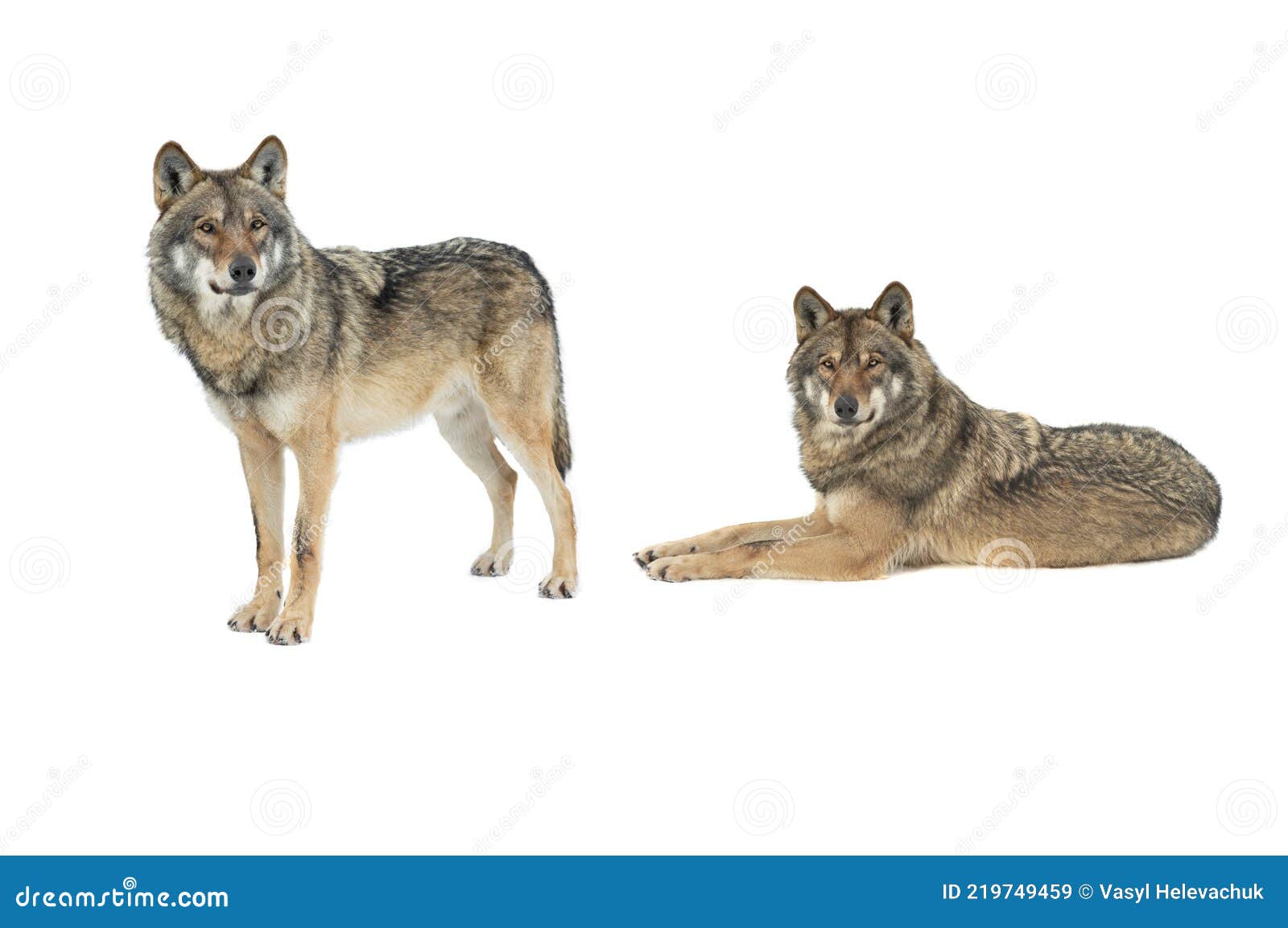 1,149 Isolated Wolves Stock Photos - Free & Royalty-Free Stock Photos ...