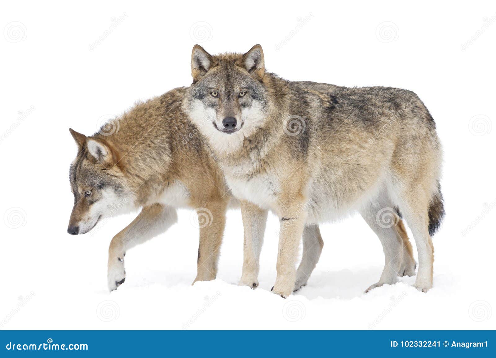 Two Gray wolves stock image. Image of winter, fauna - 102332241