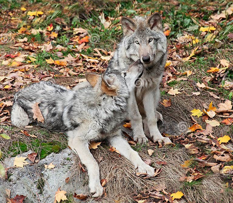 Two Gray Wolves Relaxing stock photo. Image of attentive - 11321278