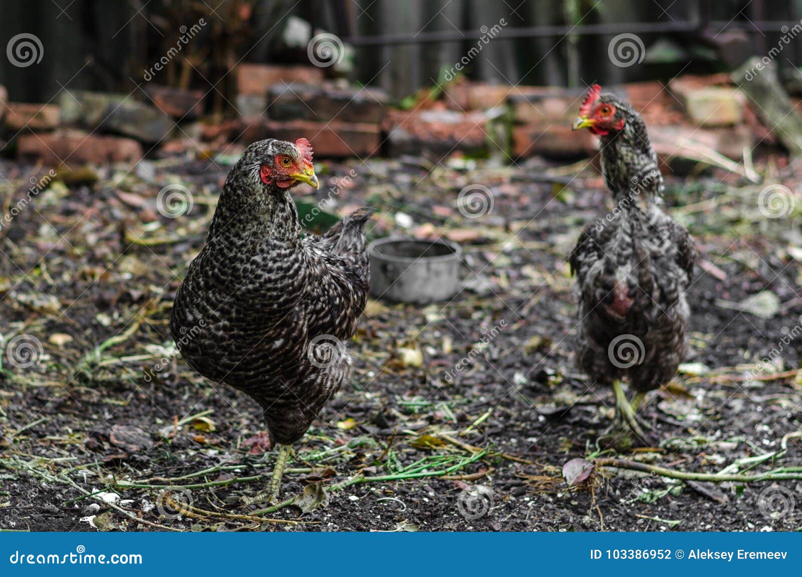 Two Grazing Gray Spotted Chicken Stock Photo - Image of california ...