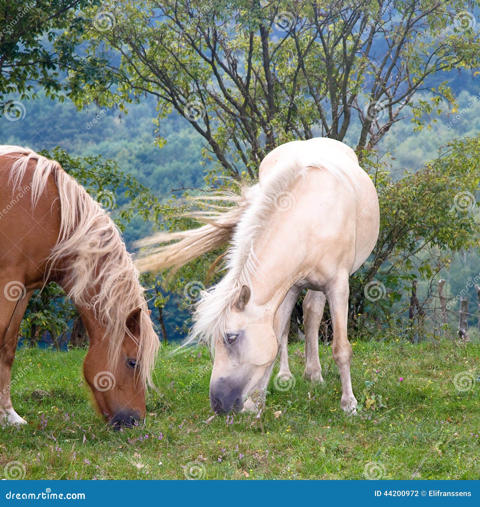 Grazing Horses In A Field Under A Big Tree Royalty-Free Stock Photo ...