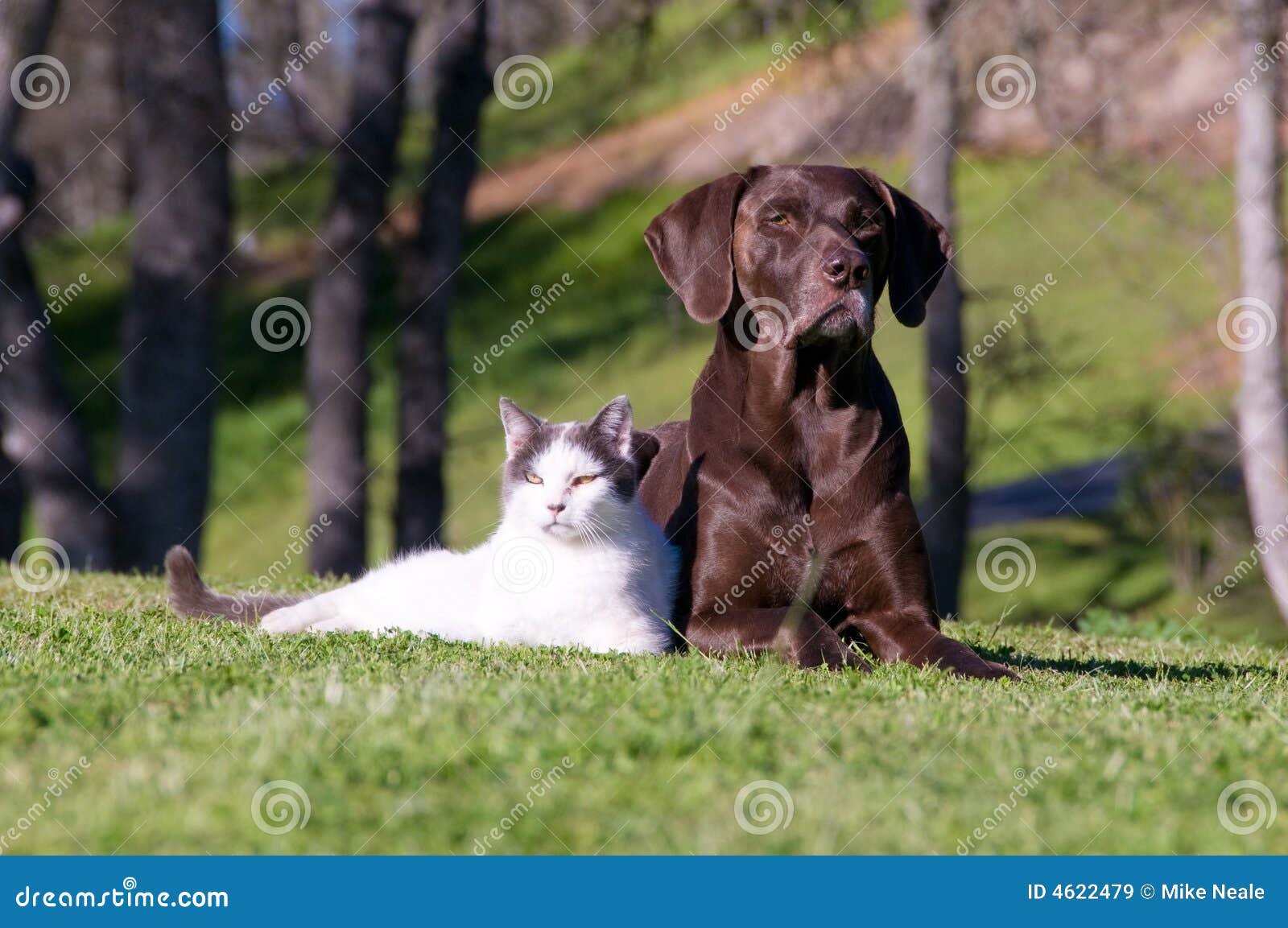 Two Great Animal Hunters stock image. Image of pointer - 4622479