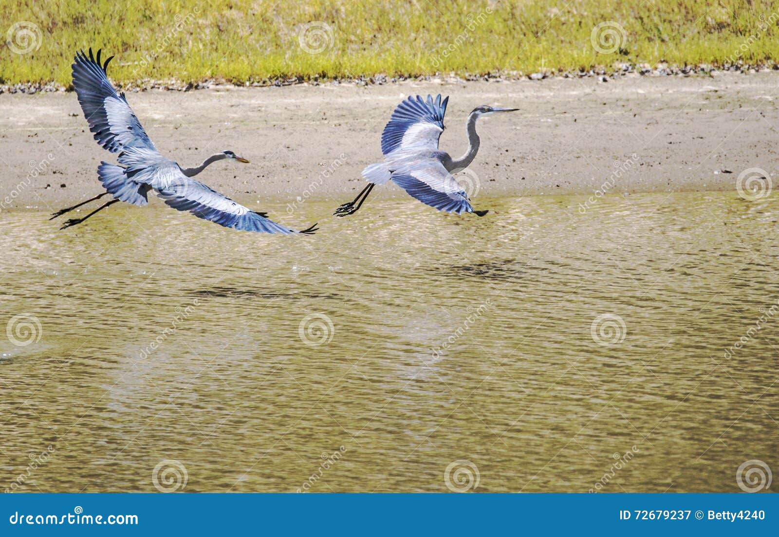 Two Great Blue Herons in Flight. Stock Image - Image of birds, egret ...
