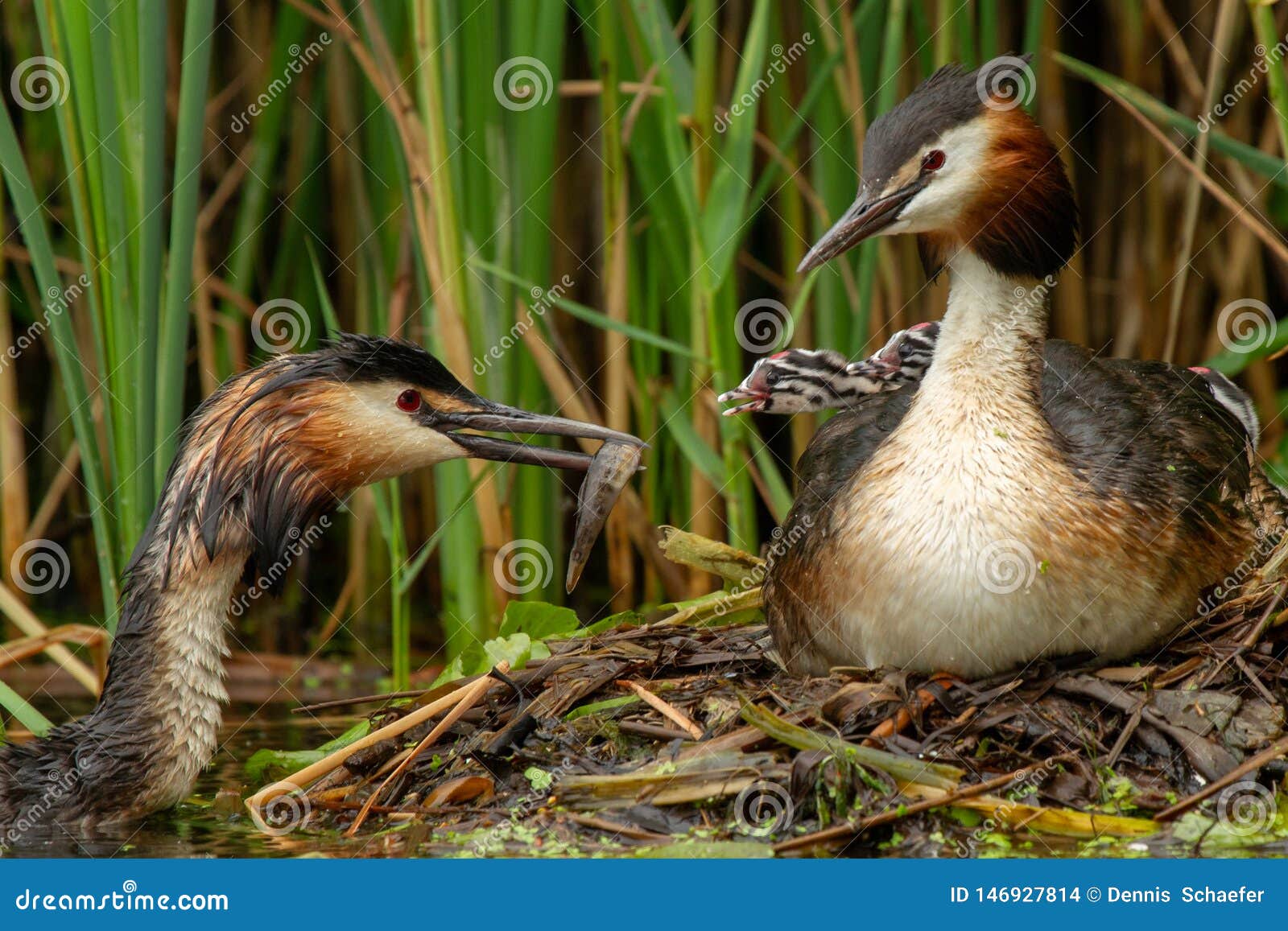 Two Great Crested Grebe with Young Stock Photo - Image of summer ...