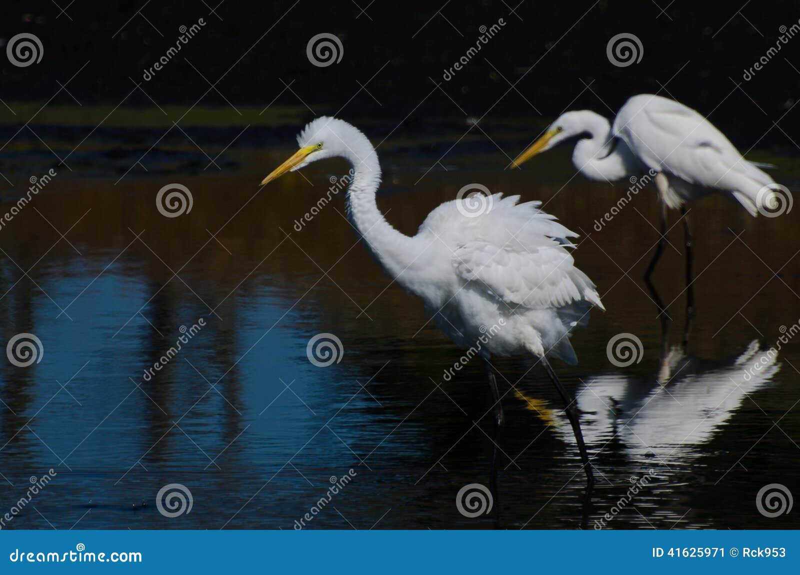 Two Great Egrets Hunting for Fish Stock Image - Image of wild, autumn ...