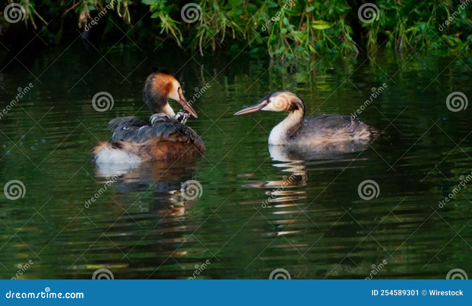 Great Grebe Floating in a Calm Lake Stock Image - Image of animals ...