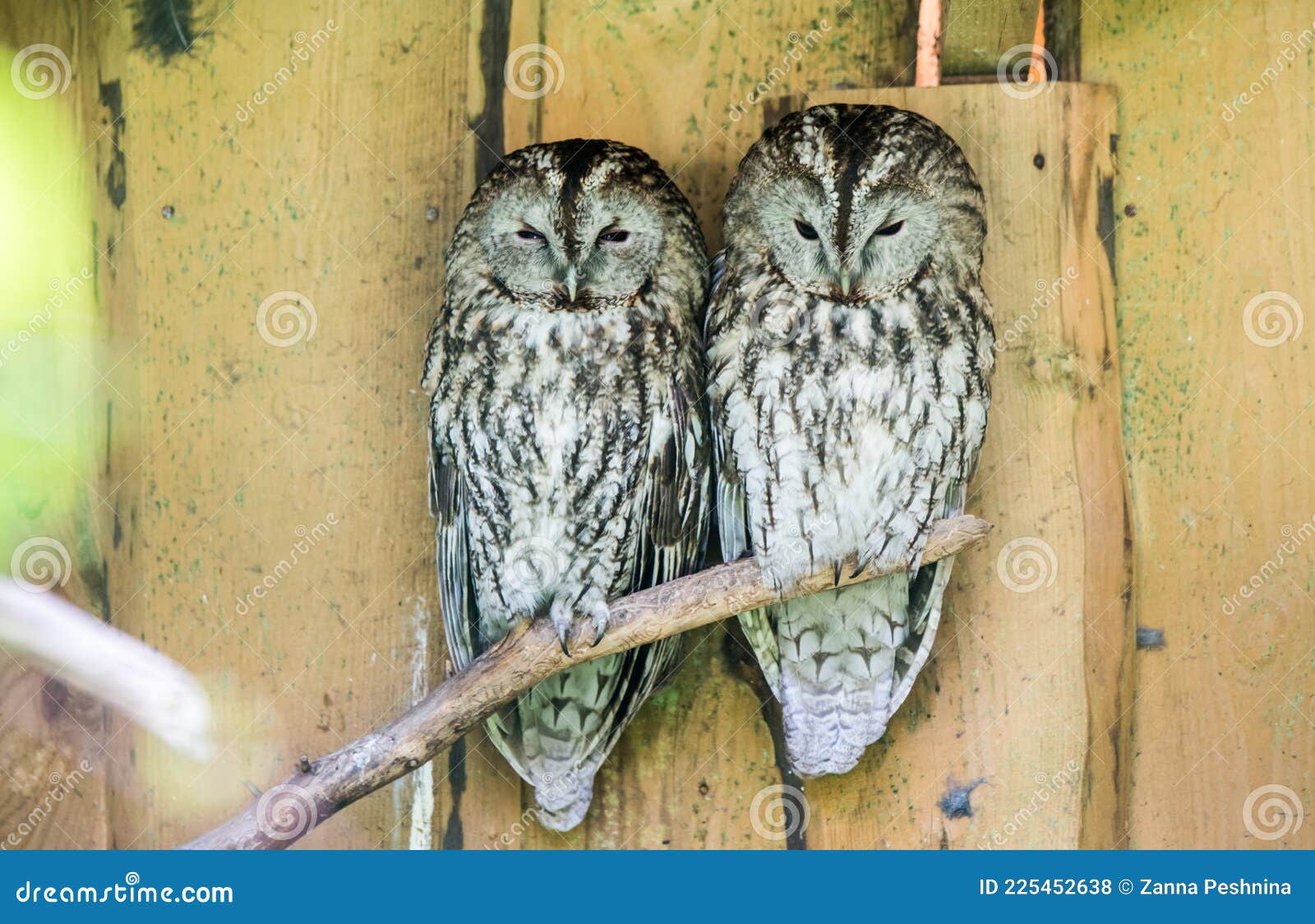 Two Great Grey Owls Sleep Next To Each Other Stock Photo - Image of ...
