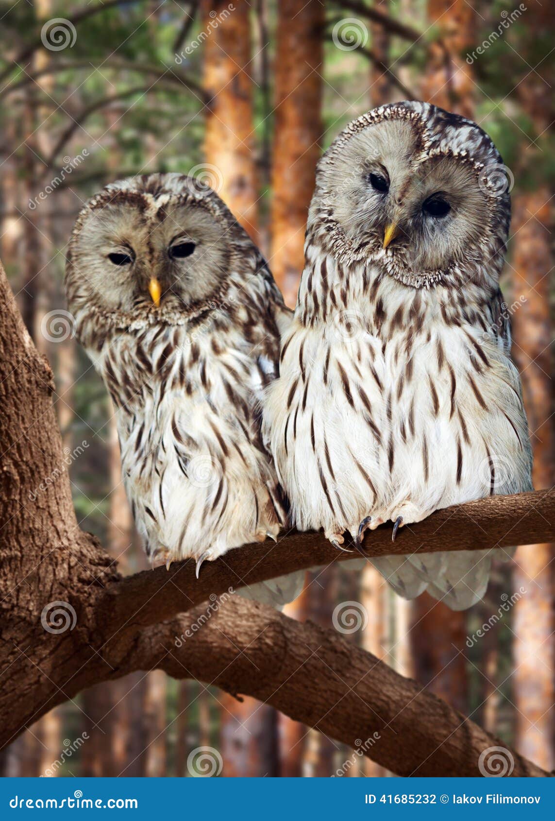 Two Great Grey Owls stock photo. Image of raptor, grey - 41685232