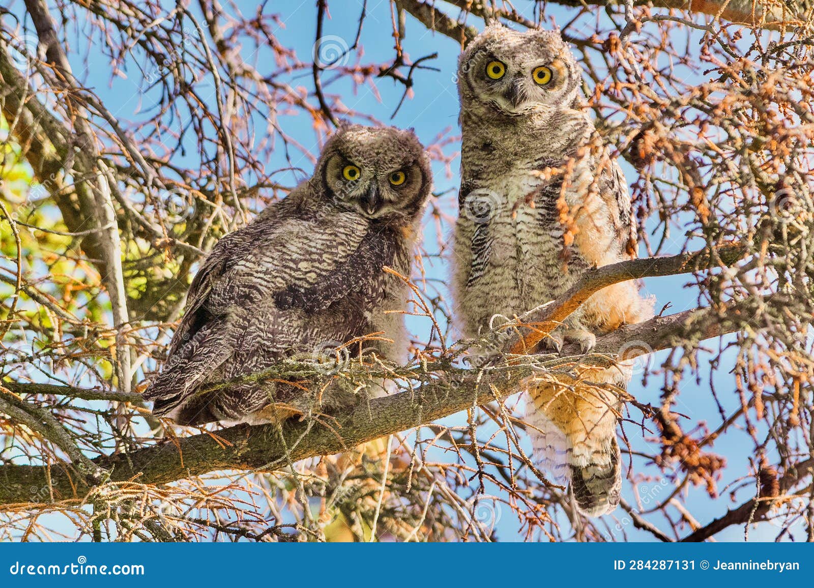 Two Great Horned Owls Sitting in a Tree Stock Image - Image of qwls ...