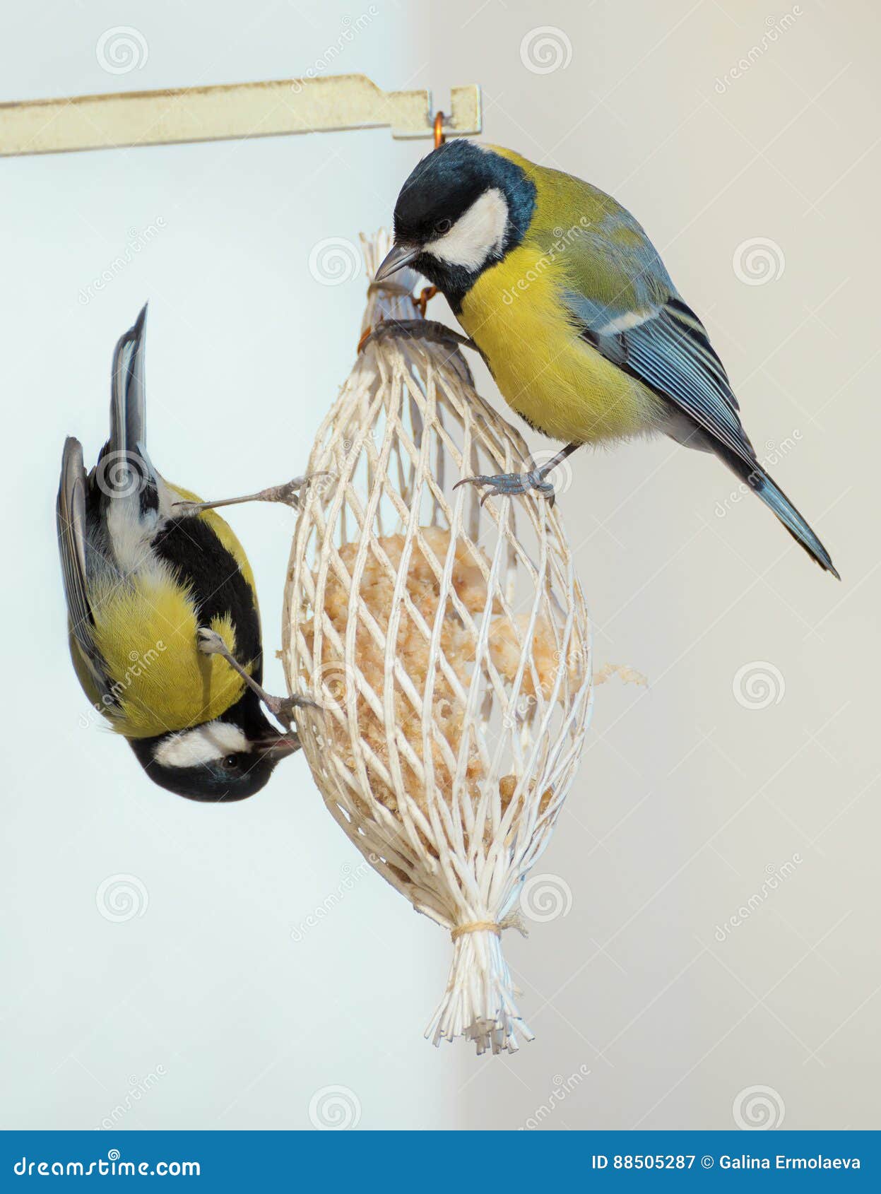 Two Great Tit Parus Major Feeding Stock Image - Image of animal, small ...
