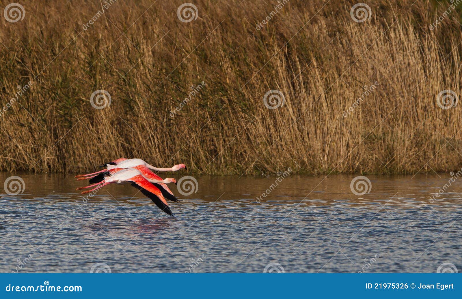 Two Greater Flamingos in Flight Stock Photo - Image of roseus, flying ...