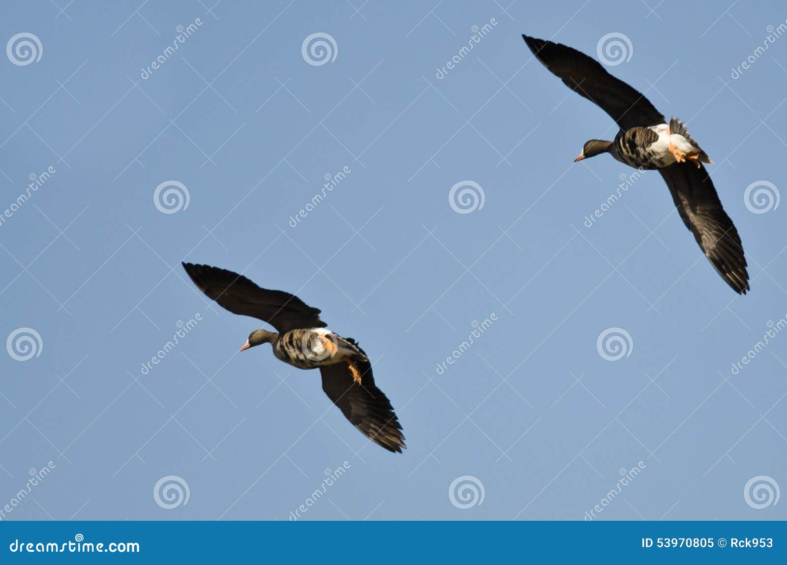 Two Greater White-Fronted Geese Flying in a Blue Sky Stock Image ...