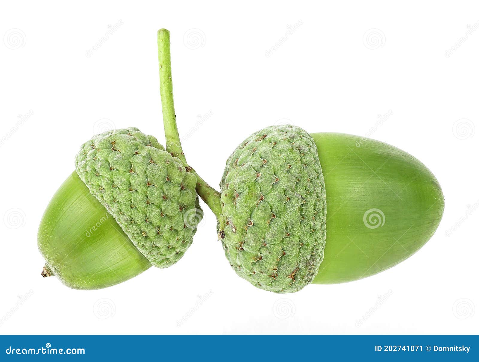 Two Green Acorns Isolated on White Background. Young Acorns Stock Image ...