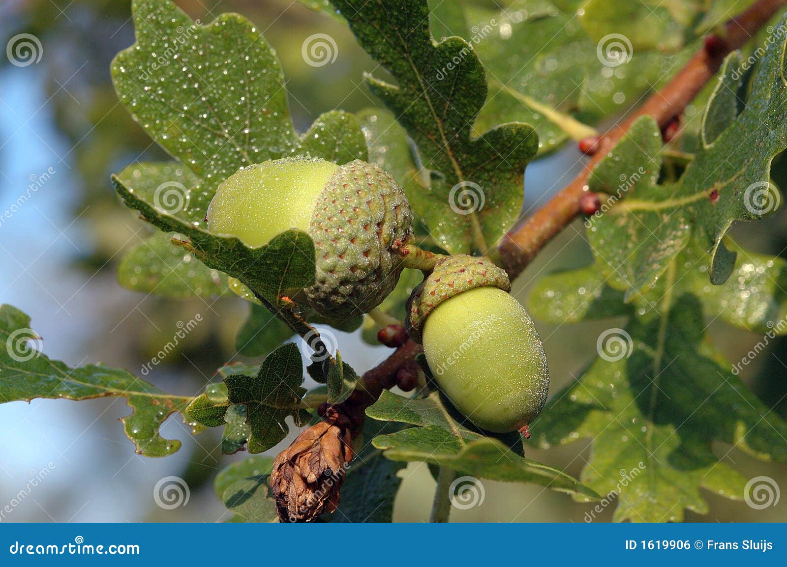 Two Green Acorns with Water Drops Stock Photo - Image of autumn, card ...