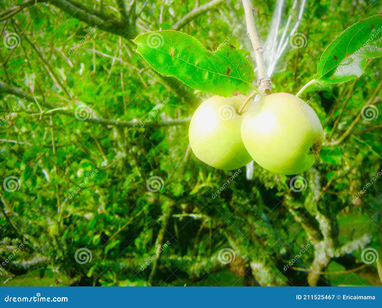 Two Green Apples on the Same Branch of an Apple Tree. Stock Image ...
