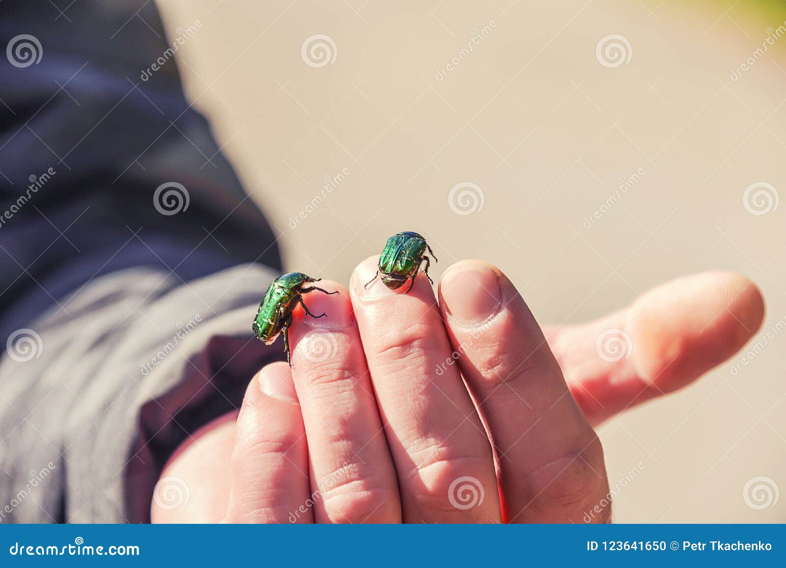 Bug sits on the hand stock photo. Image of decorative - 123641650