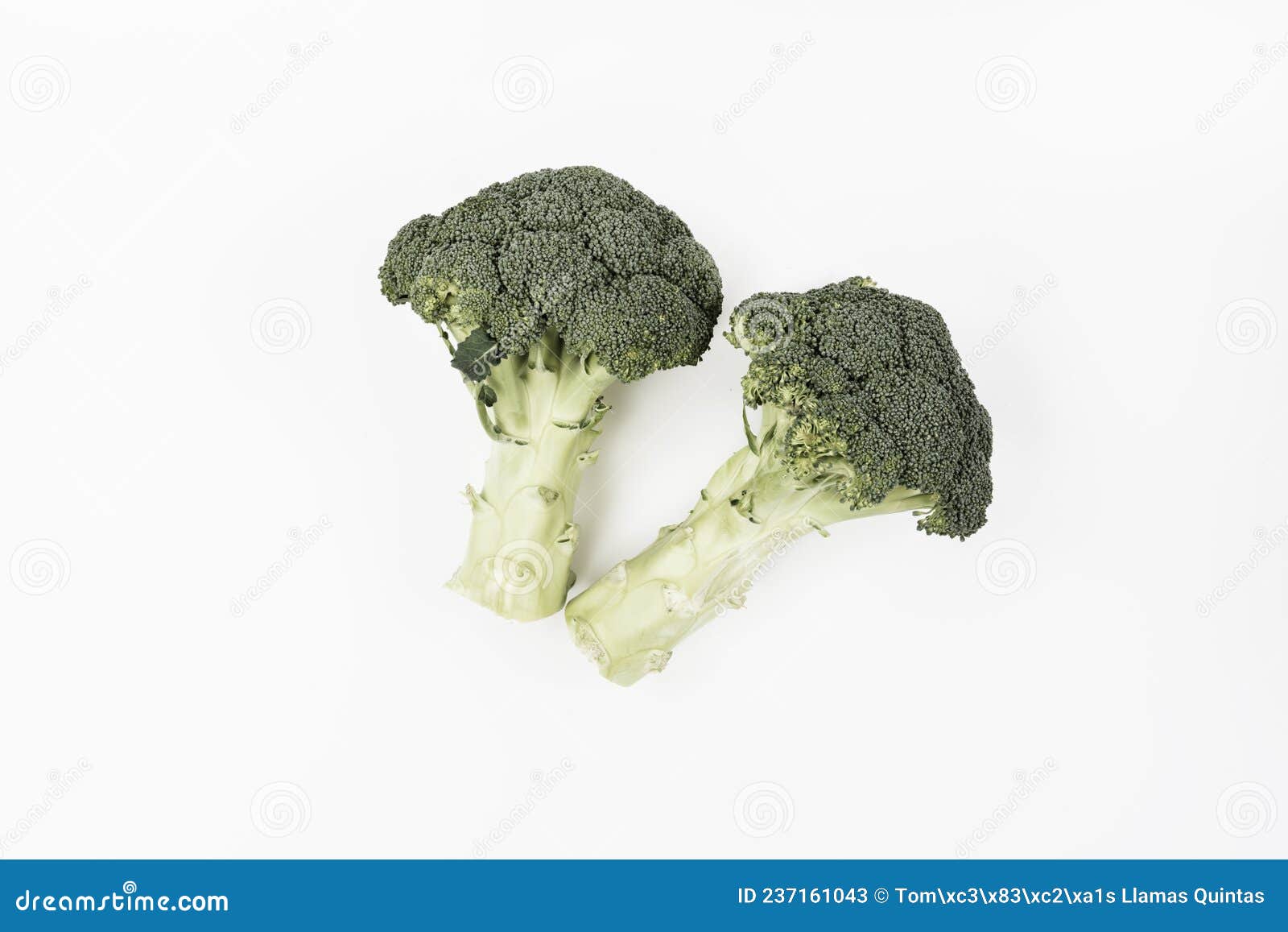 Two Green Broccoli Branch with Raw Stem on Plain White Background Stock ...