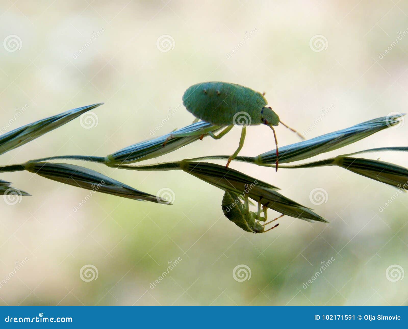Two Bugs On A Grass Stock Photography | CartoonDealer.com #55815332