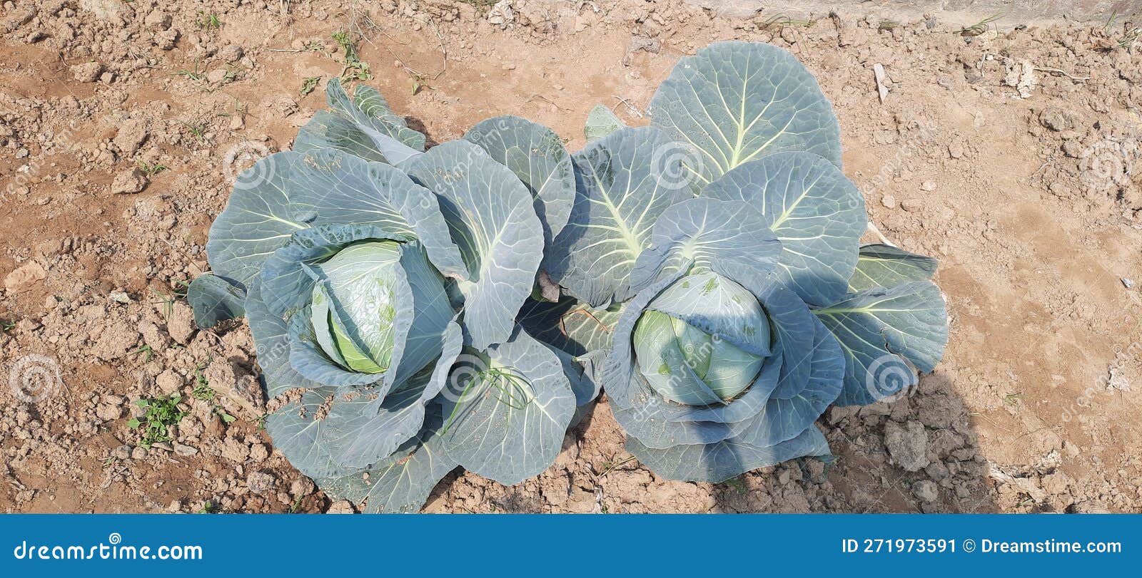 Two Green Cabbage in the Farm Land Stock Image - Image of grass, nature ...