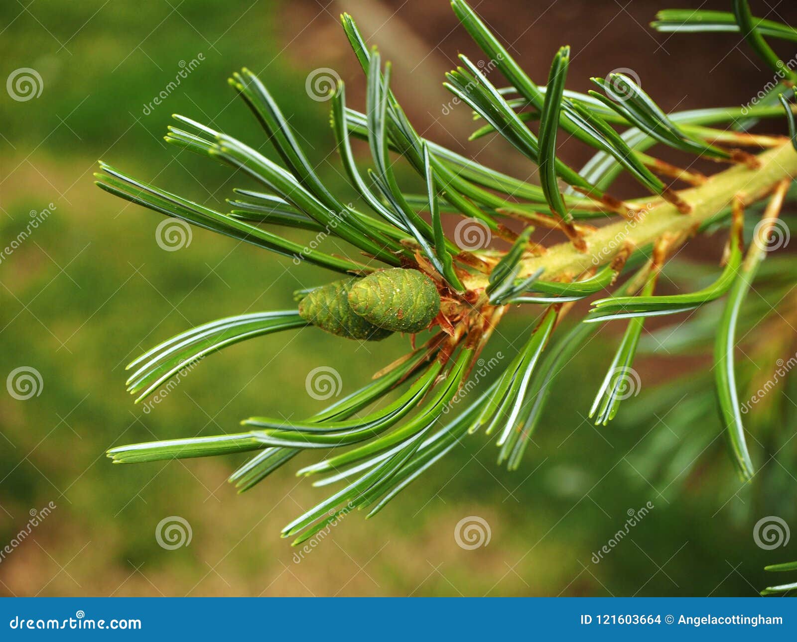 Green Cones Developing on a Pine Tree Branch Stock Photo - Image of ...
