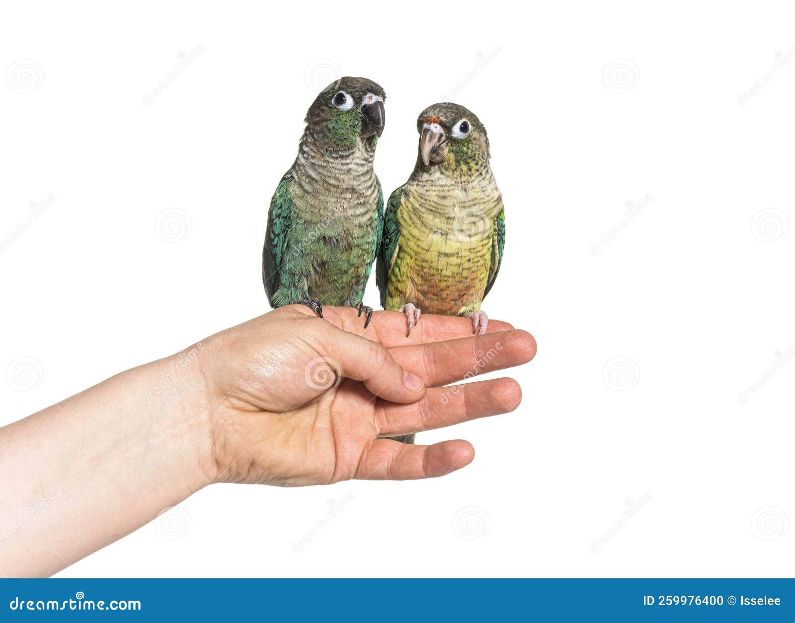 Two Green Conure Birds Hold on an Human Hand, Isolated Stock Photo ...