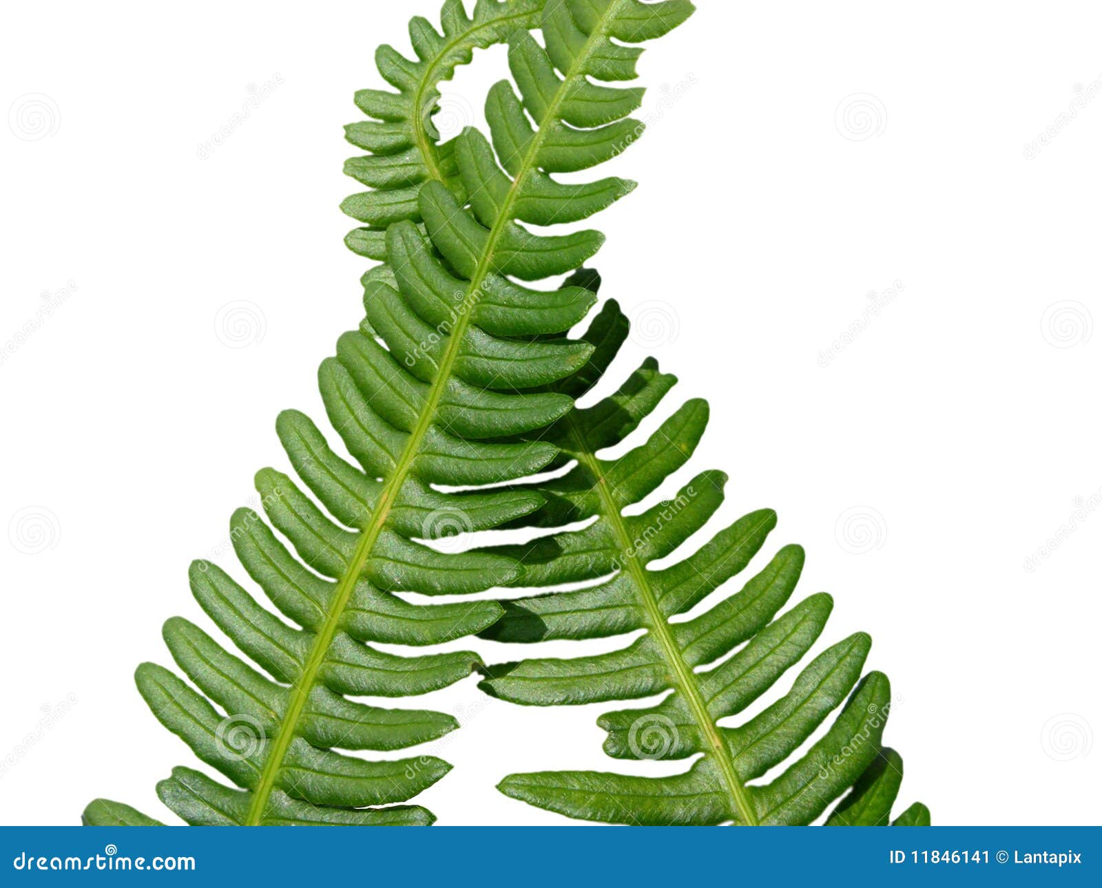 Two Green Crossed Frond Ferns Stock Image - Image of background ...