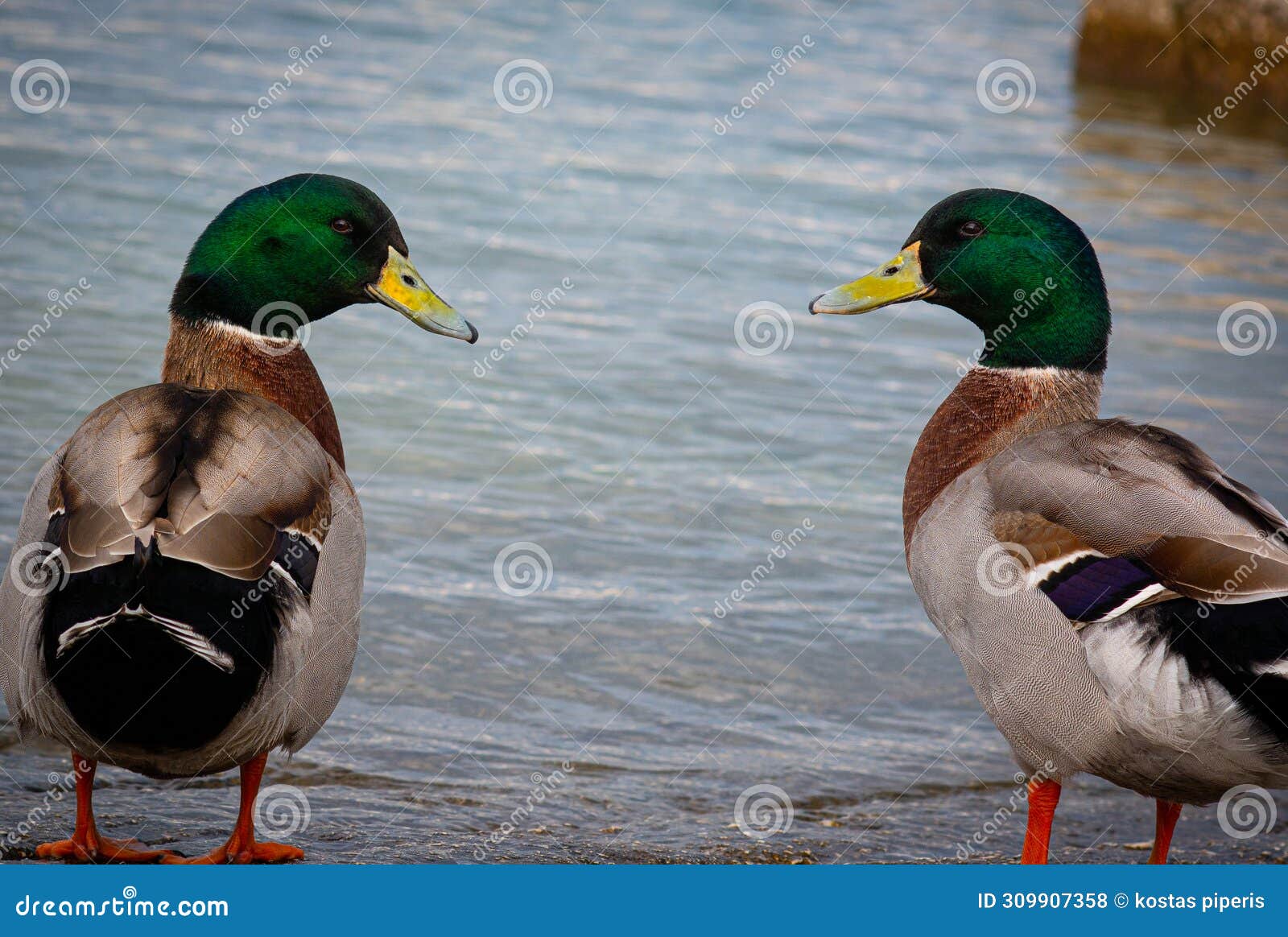 Two Green Ducks Side by Side Stock Photo - Image of animals, ducks ...