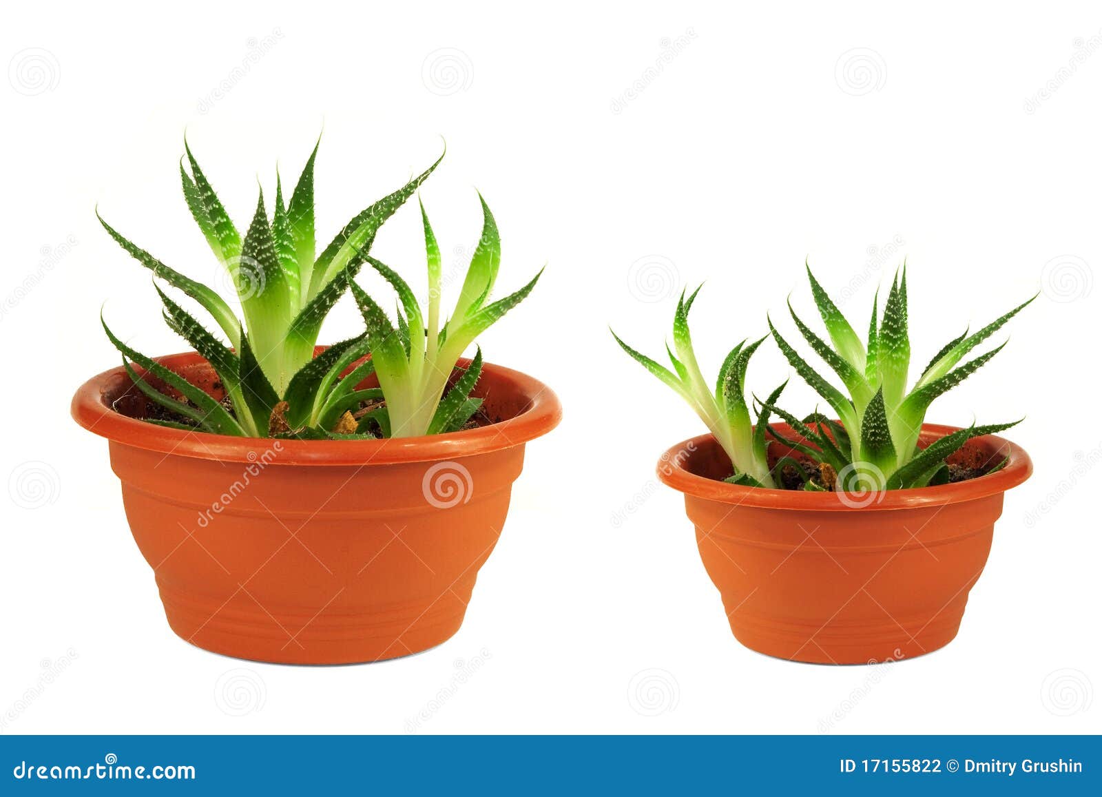 Two green flower pots stock photo. Image of earth, white - 17155822