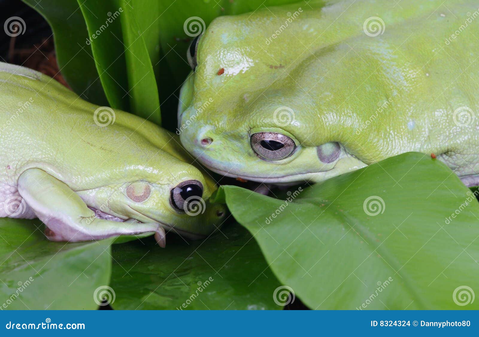 Two green frogs stock photo. Image of green, cold, treefrog - 8324324