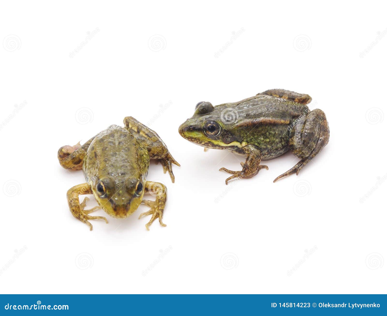 Two green frogs stock image. Image of water, color, background - 145814223
