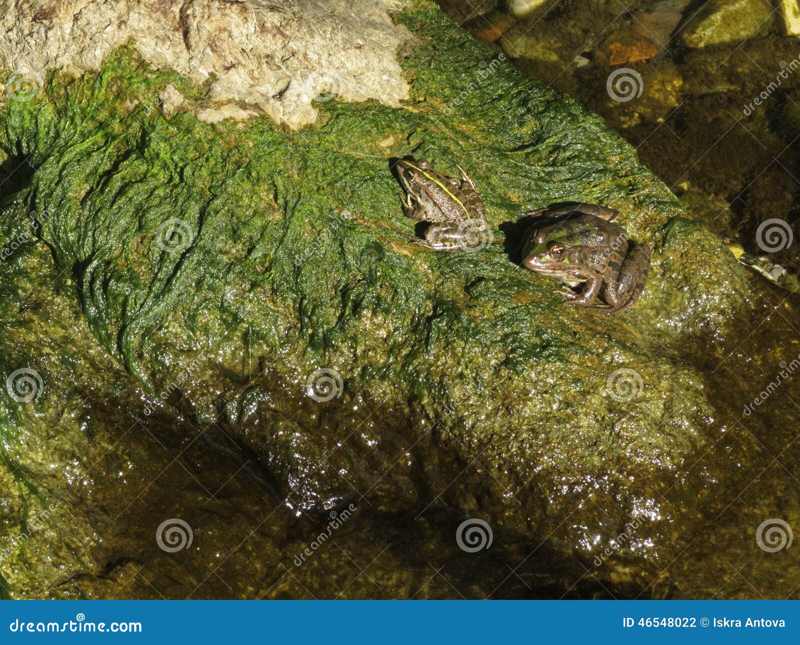 Two Green Frogs on the Rock Stock Photo - Image of amphibian, frog ...