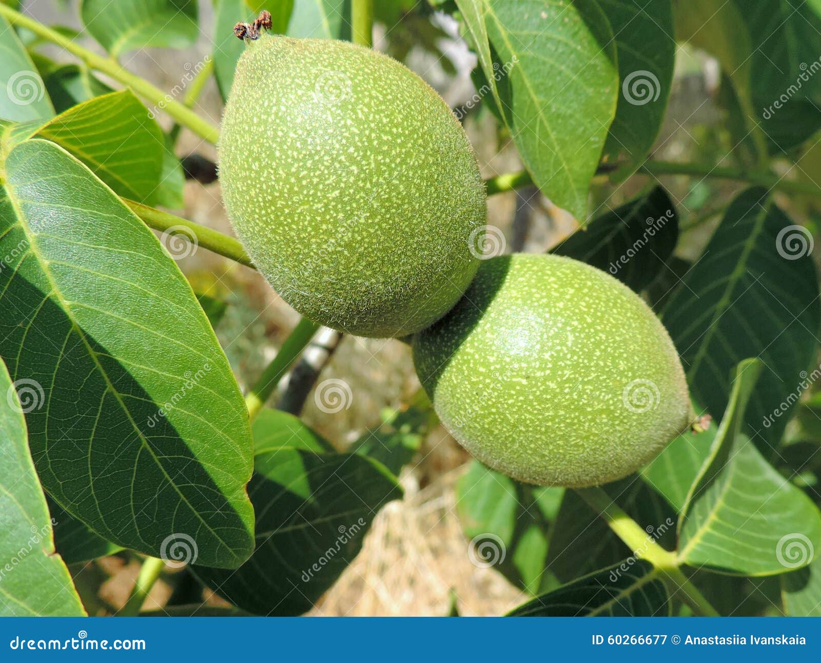Two Green Immature Walnuts on a Tree Stock Image - Image of natural ...