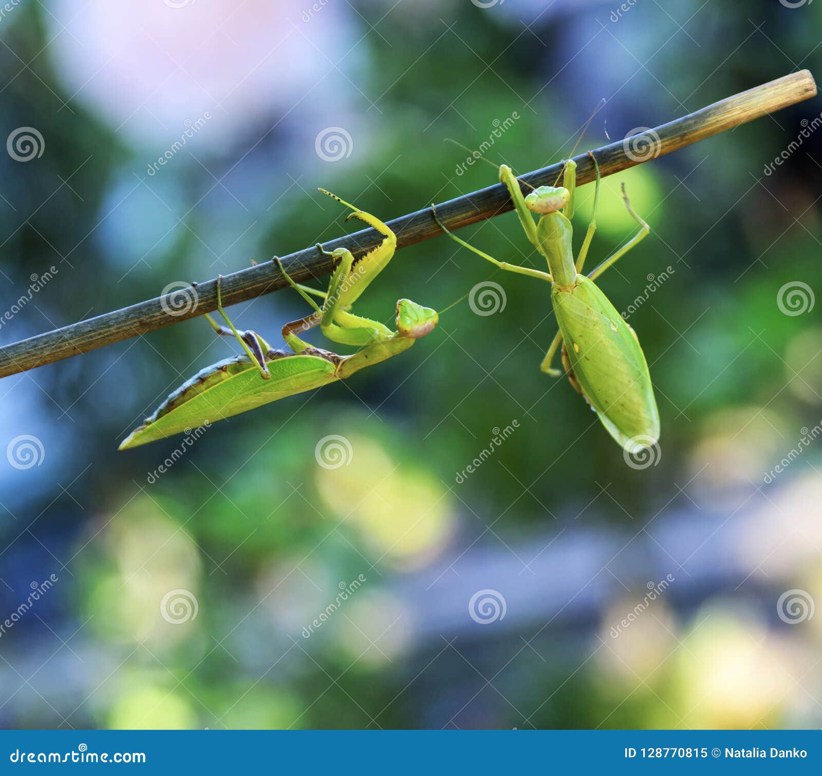 Two Green Large Praying Mantis Crawling Along the Branch Stock Image ...